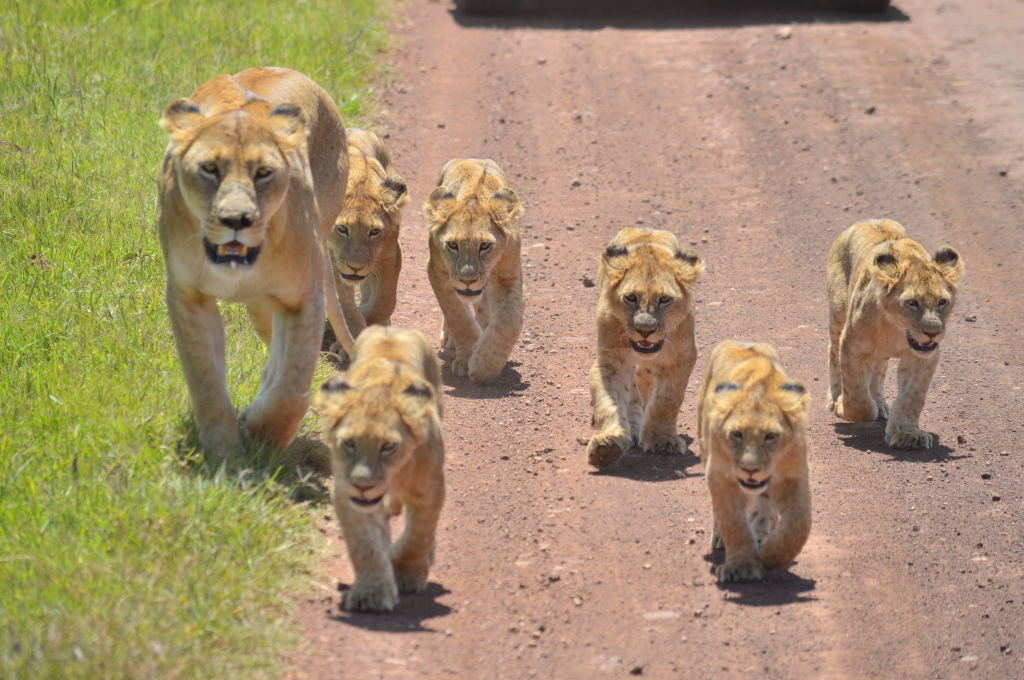 African Adventures of Peep and Pickles | by Debbie Haxton