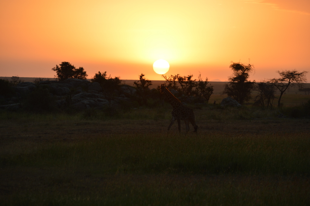 African Adventures of Peep and Pickles | by Debbie Haxton